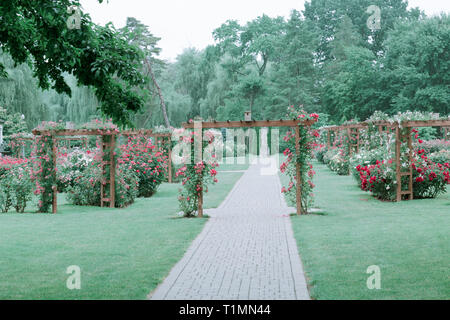 Beautiful colorful climbing roses in spring in the garden Stock Photo ...