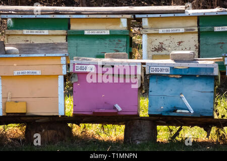 A multi-hive hive in an apiary in the spring near flowering trees ...