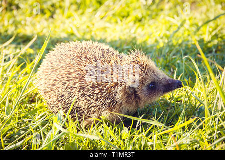 hedgehog crawling on the green grass. Wild cute animal. Thorny animal ...