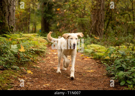 Beautiful dog enjoying a fall day in the forest Stock Photo - Alamy