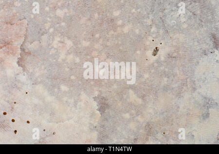 close up ocean shell structure background Stock Photo - Alamy