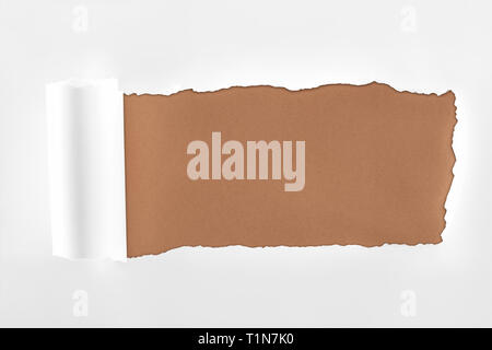 tattered white paper with rolled edge on pink dotted background Stock ...