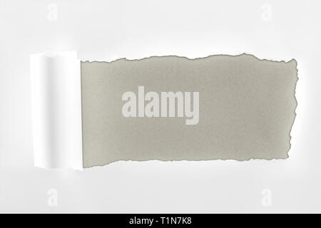 tattered textured white paper with rolled edge on black background ...