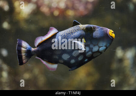 big-spotted triggerfish, clown triggerfish (Balistoides conspicillum ...