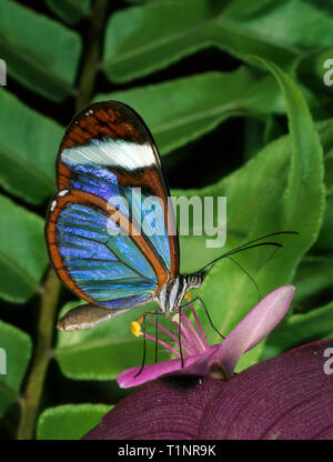 Costa Rica Clearwing butterfly, Greta oto, also known as Glasswing ...