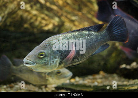 Angolan tilapia (Oreochromis angolensis). Freshwater fish Stock Photo ...