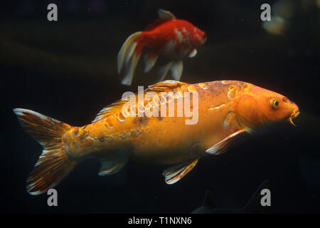Koi carps (Cyprinus carpio haematopterus) in ponds in Hawaii Stock ...