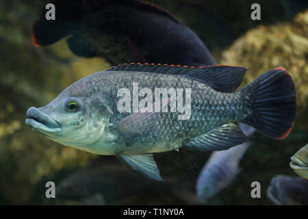 Angolan tilapia (Oreochromis angolensis). Freshwater fish Stock Photo ...