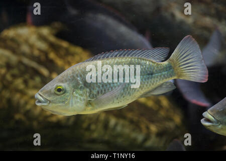 Angolan tilapia (Oreochromis angolensis). Freshwater fish Stock Photo ...