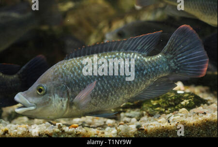 Angolan tilapia (Oreochromis angolensis). Freshwater fish Stock Photo ...
