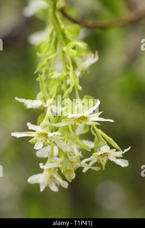 indian plum (Osmaronia cerasiformis, Oemleria cerasiformis ...
