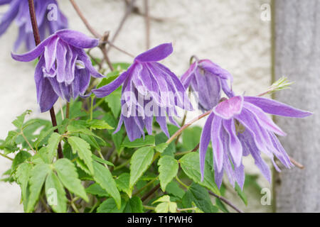 Downy clematis (Clematis macropetala Stock Photo - Alamy