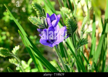 Babiana stricta blue freesia flowers Stock Photo - Alamy