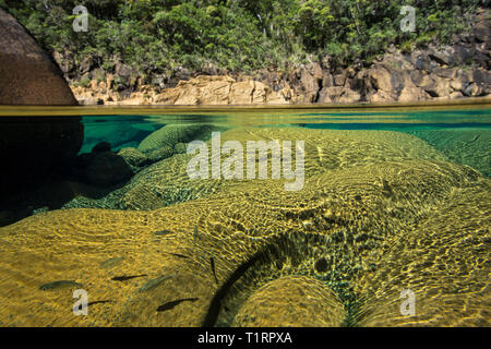 Spotted flagtail (Kuhlia marginata) and rock flagtail (Kuhlia rupestris ...