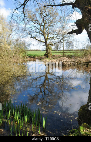 An old oak tree by the pond Stock Photo - Alamy