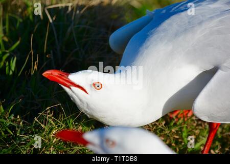 Funny looking Seagull in an ugly mood, an angry bird trying to ward off ...