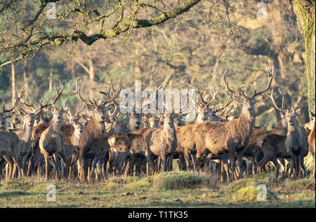 Herd of Red Deer and Hinds at Berkeley Deer Park Stock Photo - Alamy