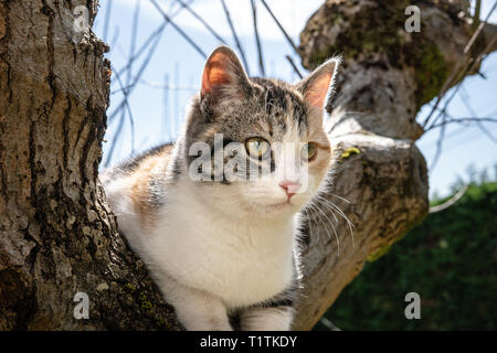 White Patched Tabby Kitten Cat in home surroundings Stock Photo ...