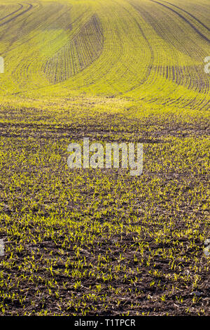 Recently sowed food crop showing plough line patterns on field in rural ...