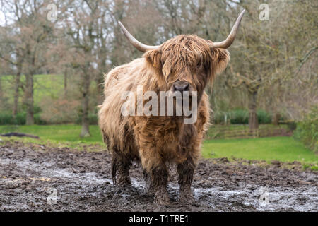 Pollock Park Glasgow Scotland Stock Photo - Alamy