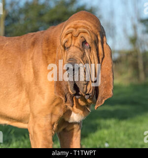 wrinkly bloodhound dog Stock Photo: 222697915 - Alamy