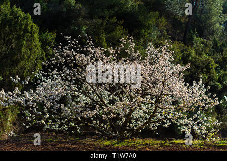 A big fruit tree crowded of white flowers in the countryside at sunset ...