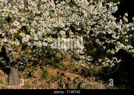 A big fruit tree crowded of white flowers in the countryside at sunset ...
