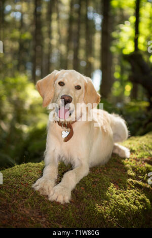 Five month old labrador retriever puppy in the forest Stock Photo - Alamy