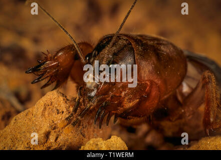 Northern mole cricket Gryllotalpa hexadactyla Stock Photo - Alamy
