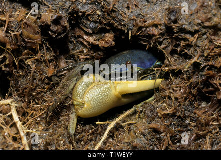 Male fiddler crab at the entrance to the burrow Stock Photo - Alamy