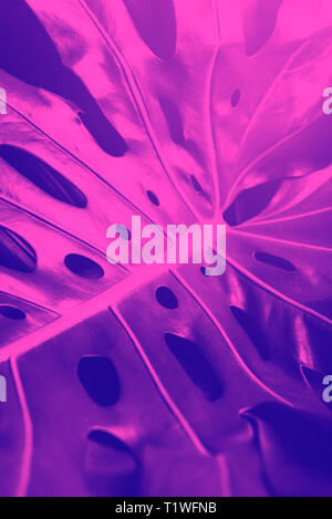 Dark toned image of a monstera tropical lush foliage - ideal for trendy ...