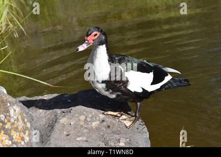 A white Muscovy duck sitting on the grass with open mouth Stock Photo ...
