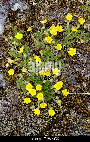 Spring cinquefoil yellow spring flowers Potentilla neumanniana Stock ...