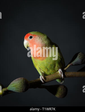 Colourful lovebird in studio Stock Photo - Alamy