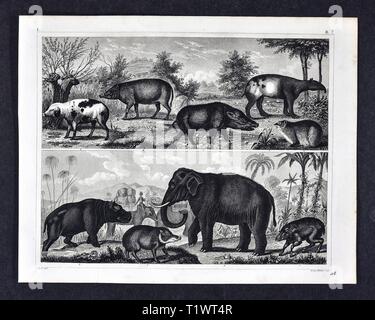 Tapir, Hippopotamus, Pig, and Wild Boar Stock Photo - Alamy