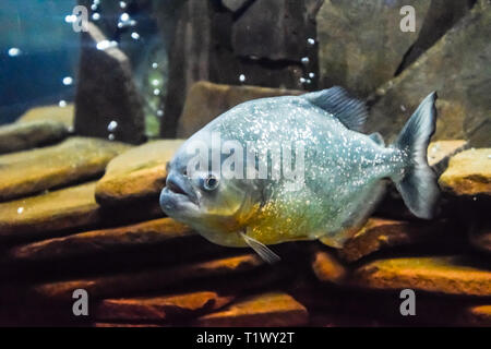 Red-bellied Piranha teeth - Rio Ipixuna Brazil Amazon Stock Photo - Alamy
