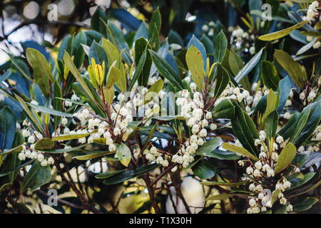 Elaeocarpus dentatus, commonly known as hinau, is a native lowland ...