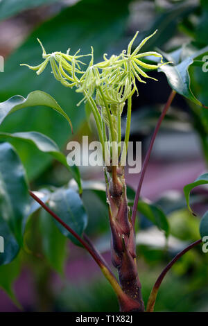 schefflera shweliensis,foliage,leaves,red,stem,stems,stemmed,tree,shrub ...