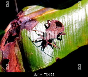 Black Weevil Beetle macro photograph Stock Photo - Alamy