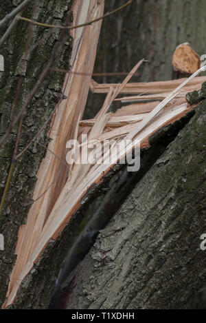 Wind damaged willow tree Stock Photo - Alamy