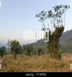 Regrowth, re-growth, nature regeneration, after a controlled forest ...