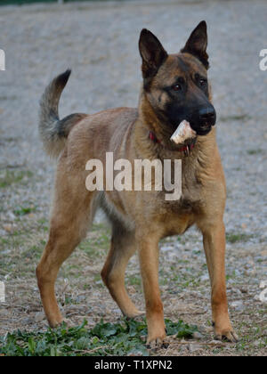 Working malinois dog. Belgian shepherd dog. Police, guard dog Stock ...