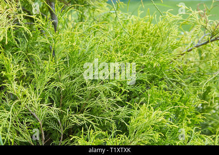 Platycladus or Chinese thuja fir twig with cones isolated on white ...