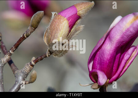 Magnolia blossoms open at the National Arboretum in Washington, DC ...
