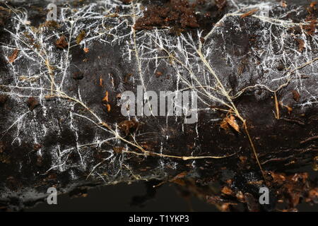 Fungus mycelium growing on a decaying trunk Stock Photo - Alamy