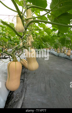 Butternut squash hanging on the tree and growing in the green garden ...