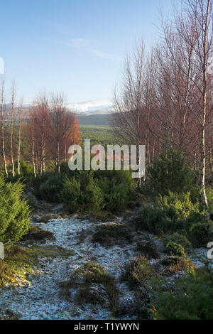 Scots pine and silver birch trees looking towards the Cairngorms near ...