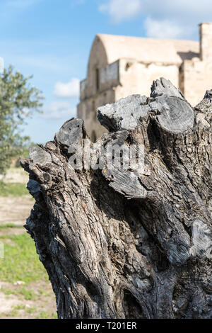 Small churc in Cyprus with beautiful yard filled with old olive trees ...