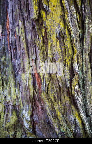 Wood texture cortex, bark tree background, natural pattern Stock Photo ...