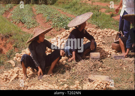 1960s, historical, farming, China, chinese farm labourers in a field ...
